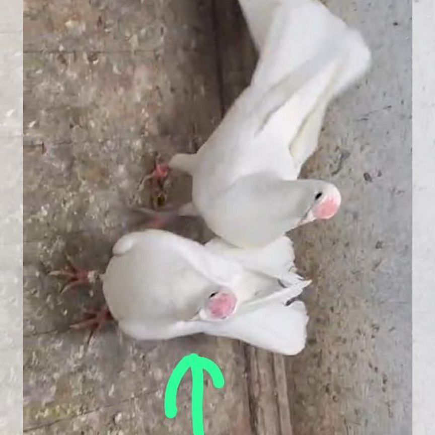 Голуби бакинские широкохвостые бойные