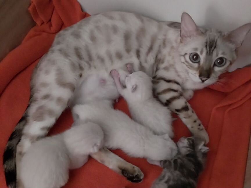 Бенгальская (полукровка)