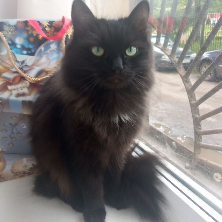 Кошечка, звать Ночка