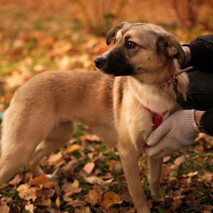 Маленькая собачка в добрые руки
