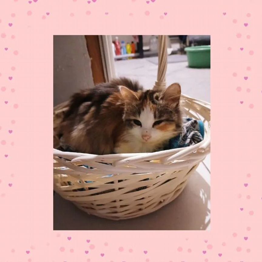 Трехцветный котенок Соня