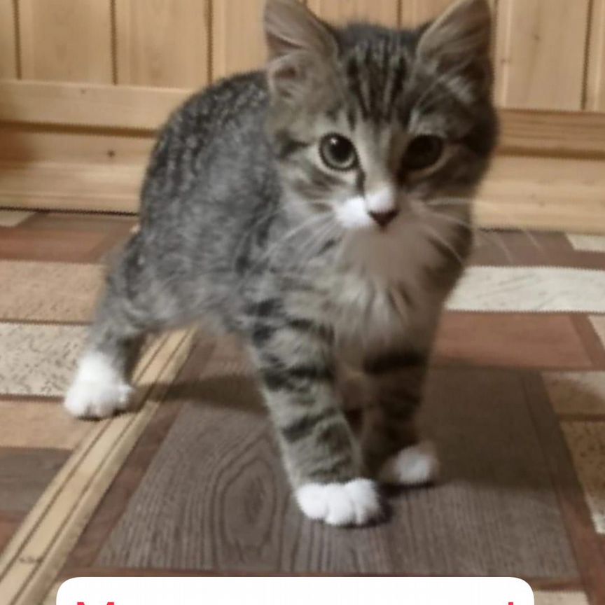 Котёнок марьяна, около 3-х мес., серого окраса