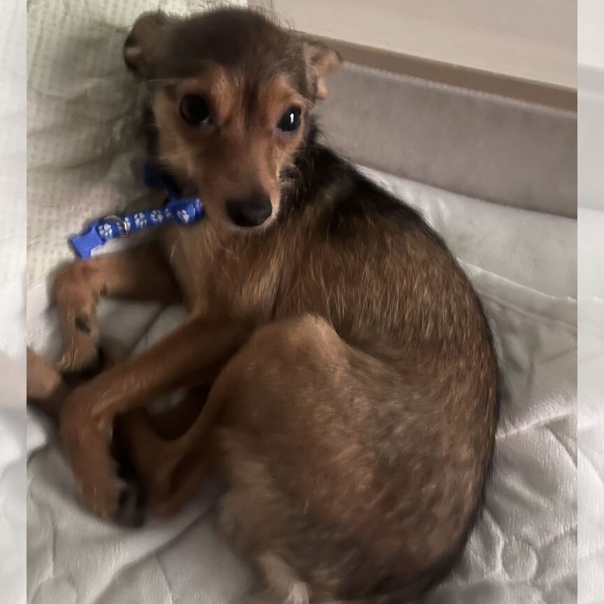 Русский той-терьер, щенок