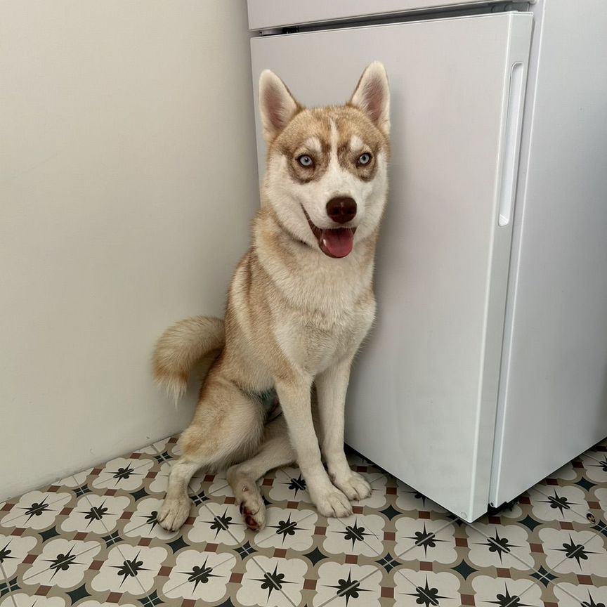 Хаски девочка 9 месяцев