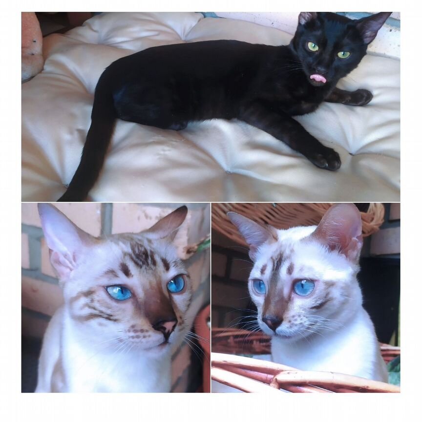 Бенгальские подростки розетка линкс