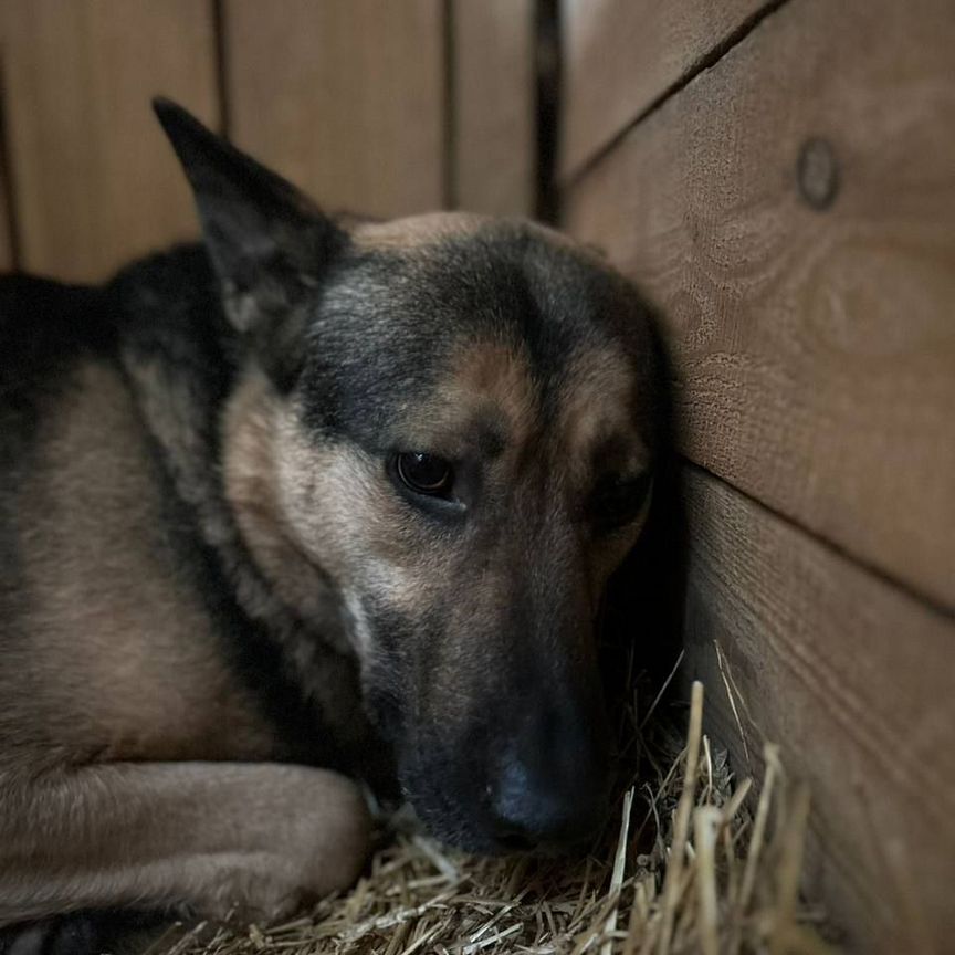 Собака в добрые руки