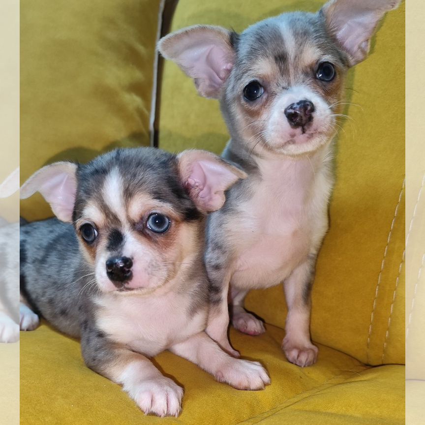 Чихуахуа, щенок