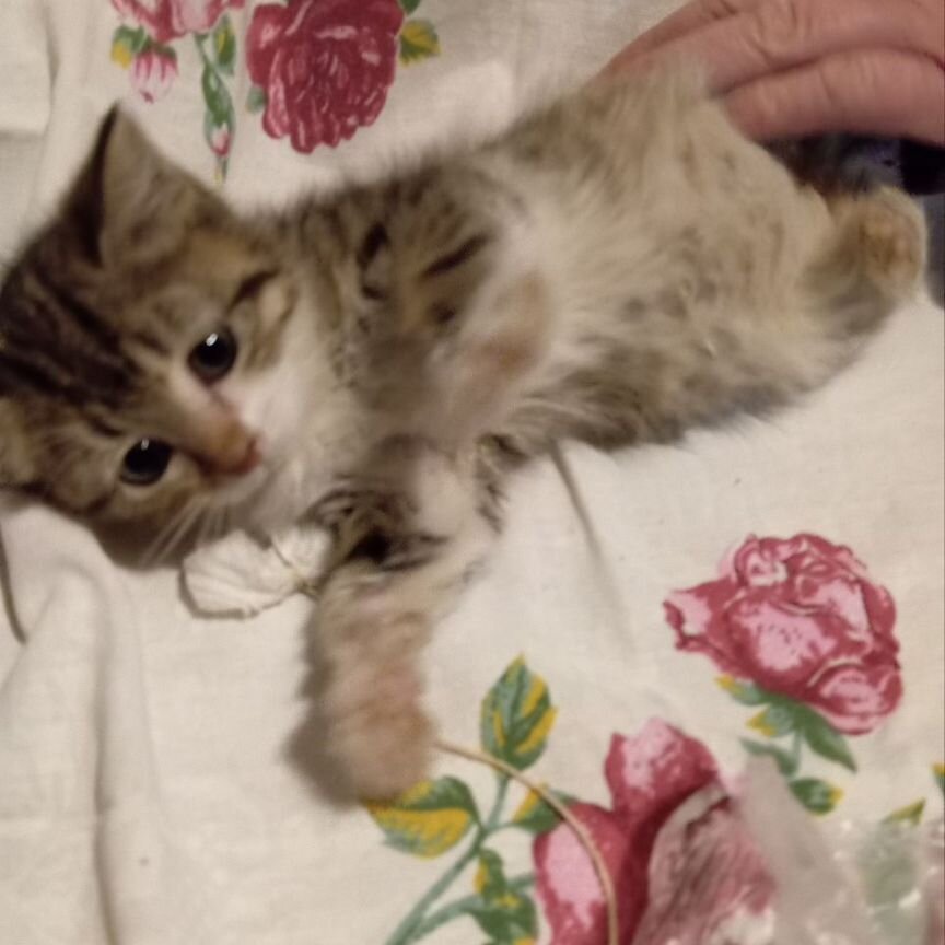 Котёнок в добрые руки