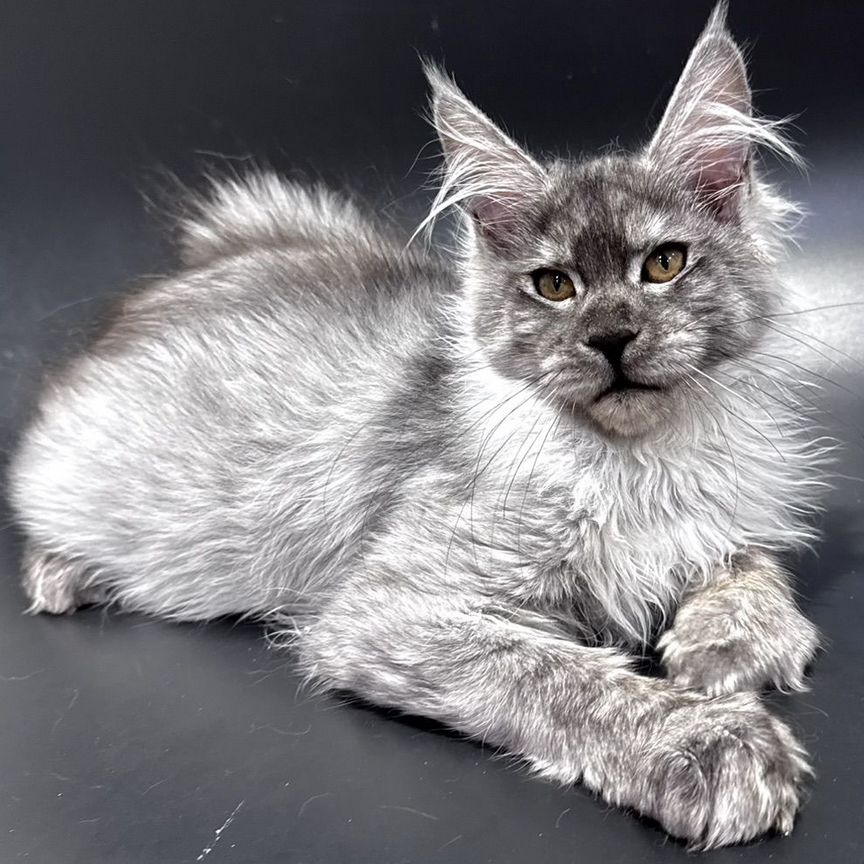 Мейн-кун котёнок