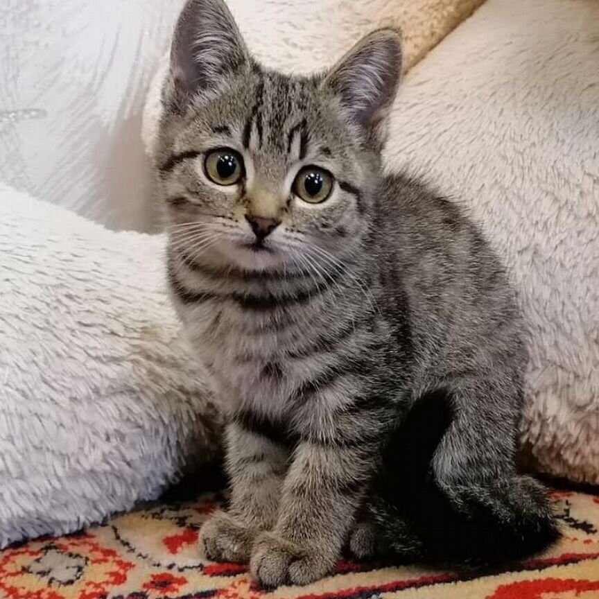 Кошечка в хорошие руки, 3 месяца