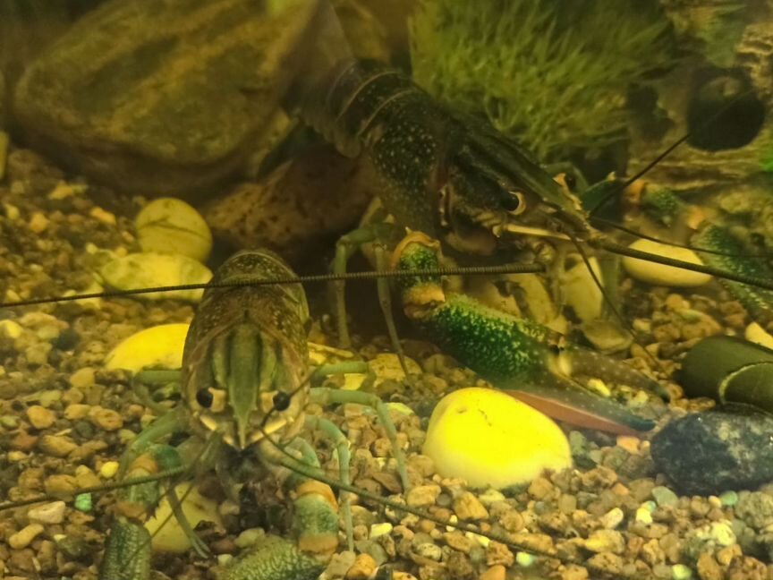 Австралийский красноклешневый рак