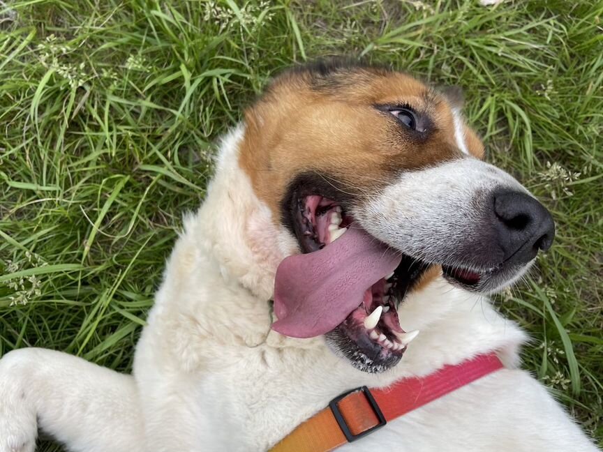 Харизматичная собачка из приюта