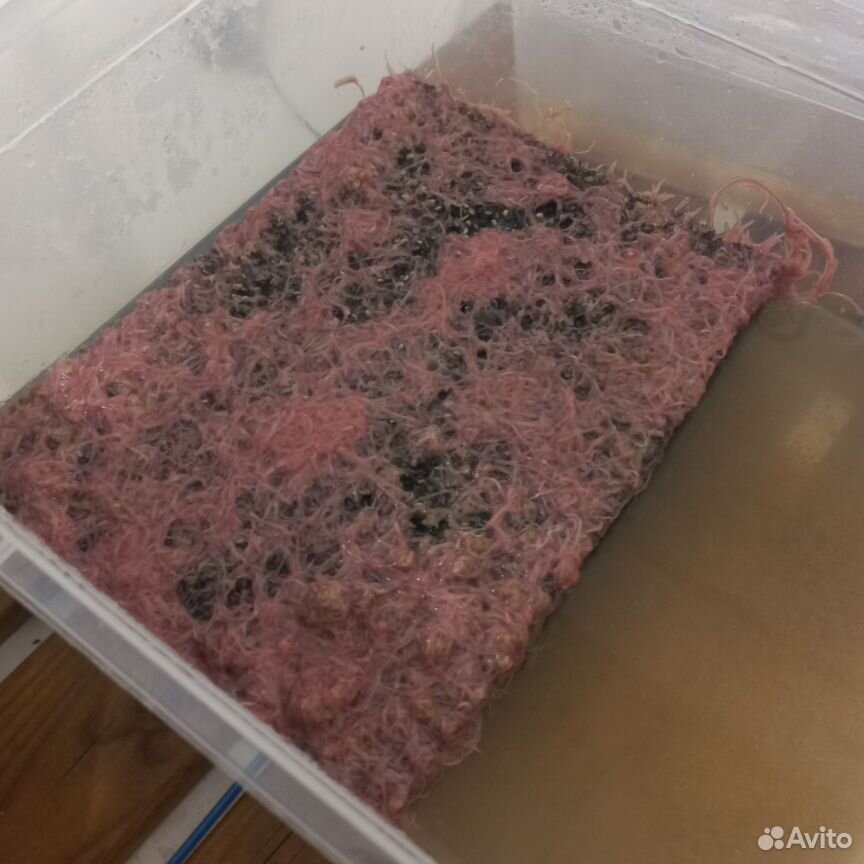 Трубочник изя