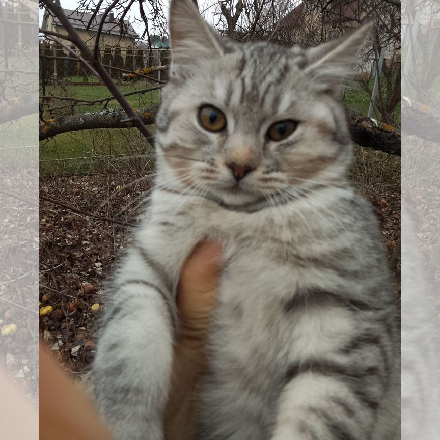 Мейн-кун котёнок