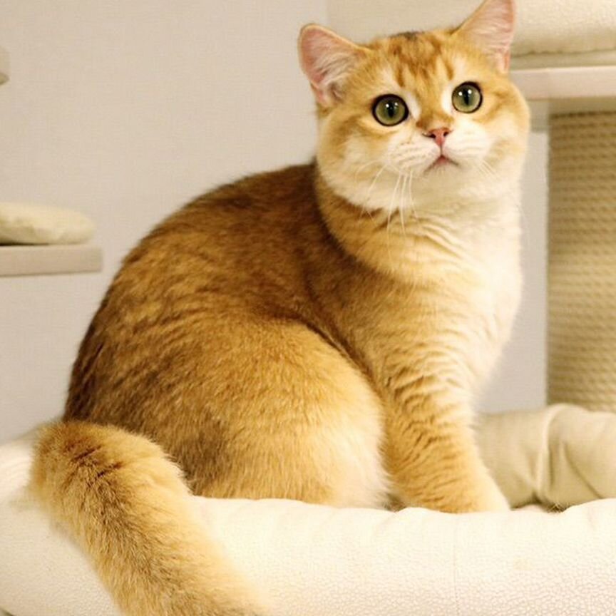 Золотая шиншилла, молодой котик 8 мес