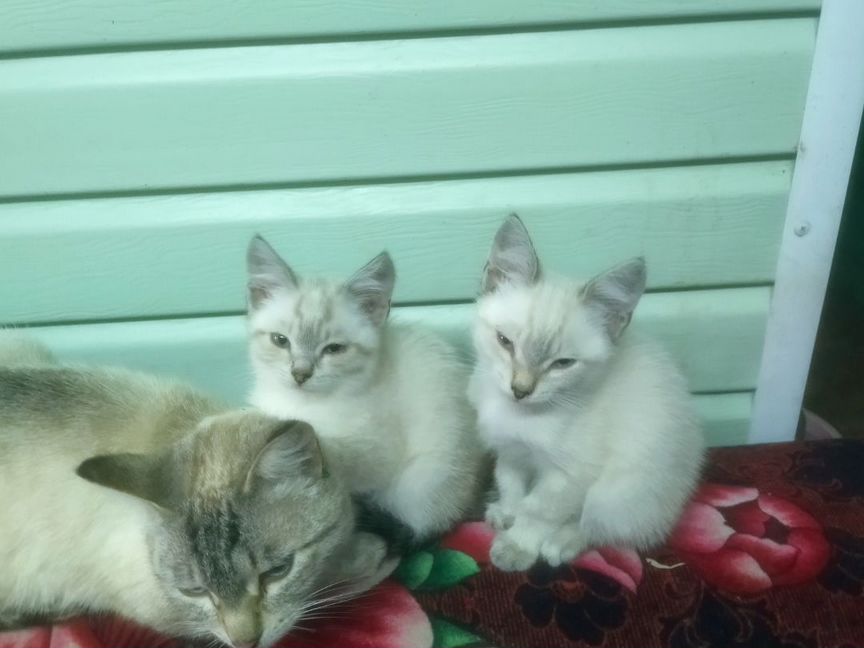 Сиамские котята мальчик и девочка