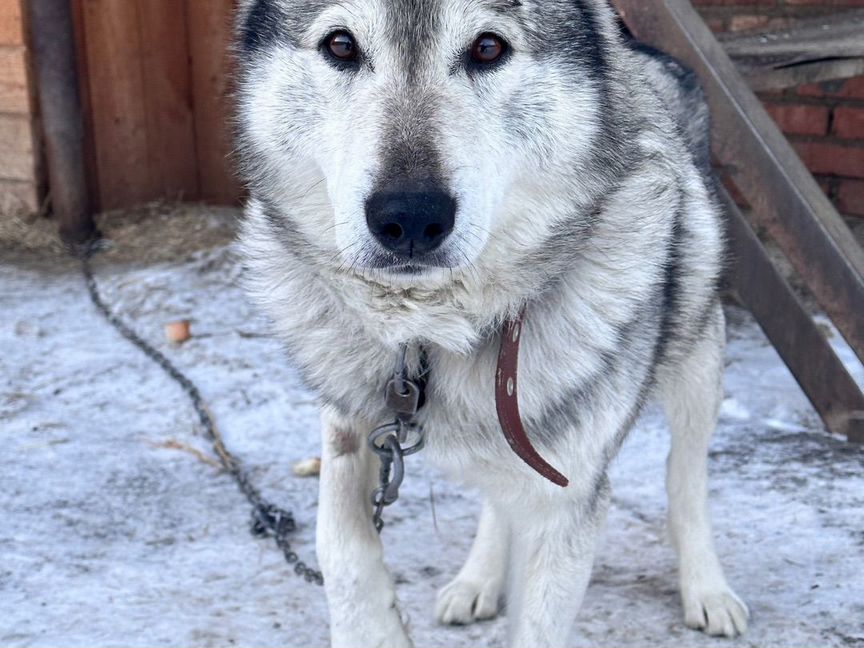 Найден кобель лайки