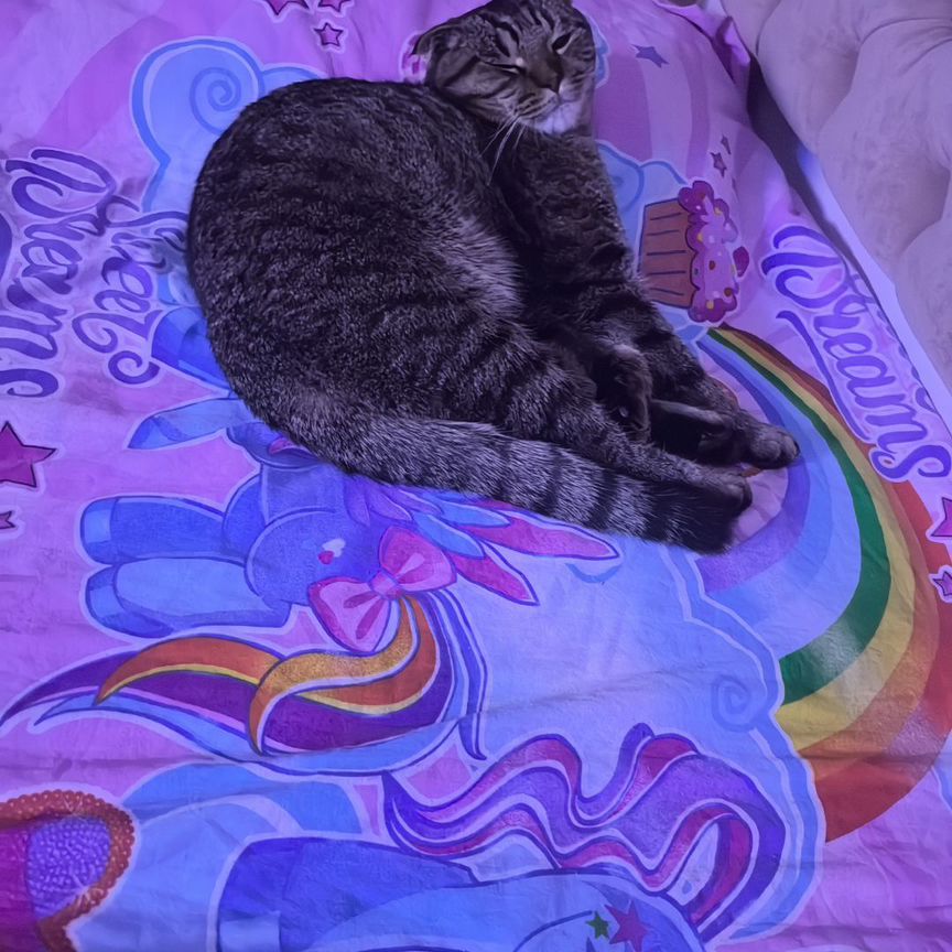 Шотландская вислоухая короткошёрстная кошка, взрослая