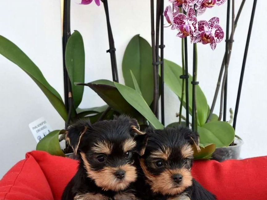 Замечательные Йорики