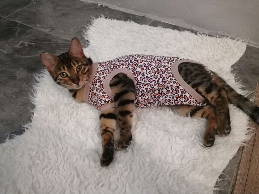 Бенгальская кошка