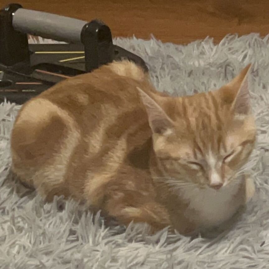 Котёнок в добрые руки