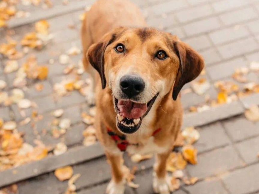 Собака в добрые руки