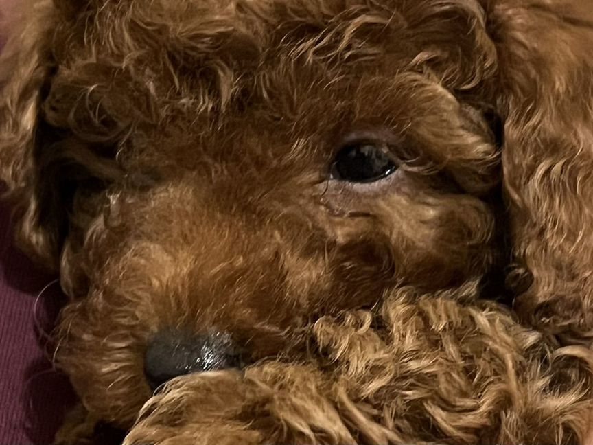 Той-пудель девочка