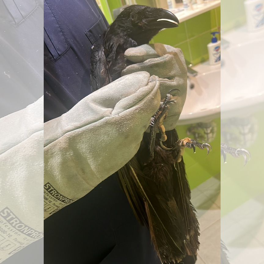 Черный Ворон