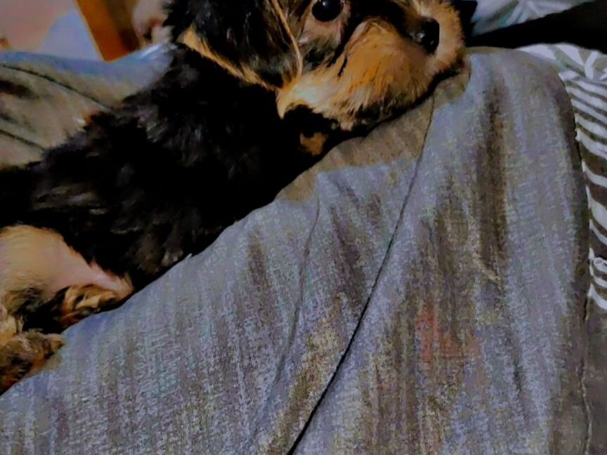 Йоркширский терьер щенки девочки