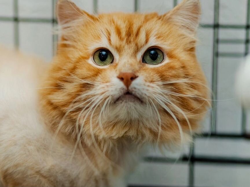 Рыжий пушистый кот