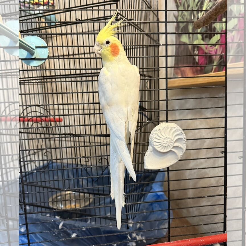 Попугаи корелла и получех