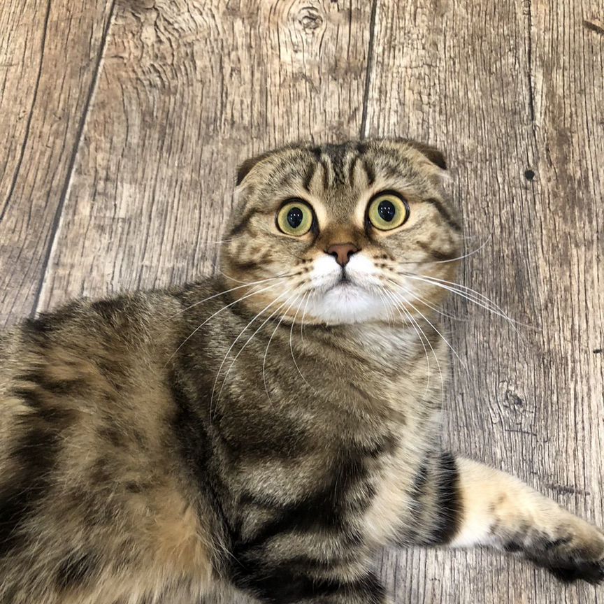 Шотландский вислоухий кот вязка