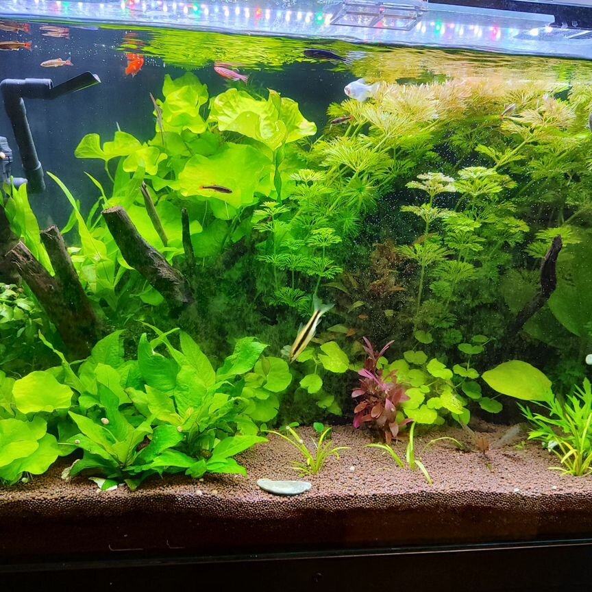 Растения для аквариума