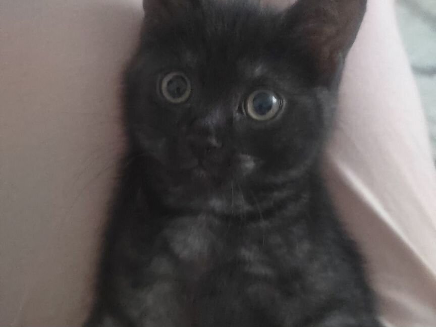Котенок