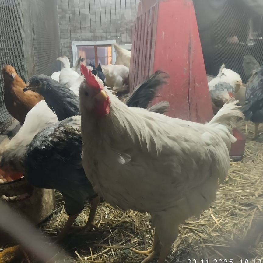 Молодые петухи домашние