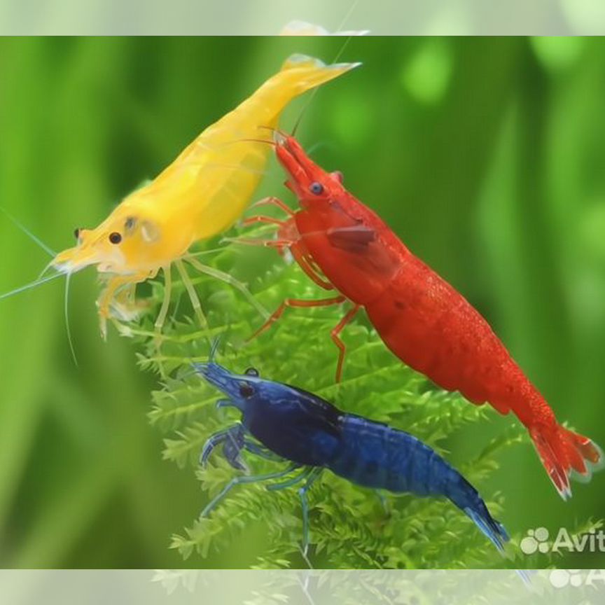 Креветки аквариумные цветные