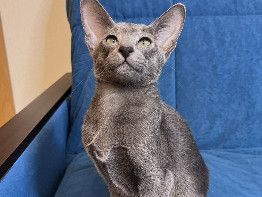 Ориентальная кошка
