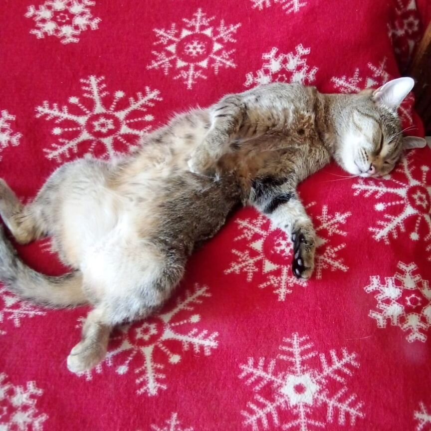 Отдам в добрые руки, в связи со смертью хозяина