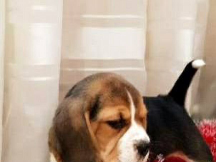 Щенки Бигль