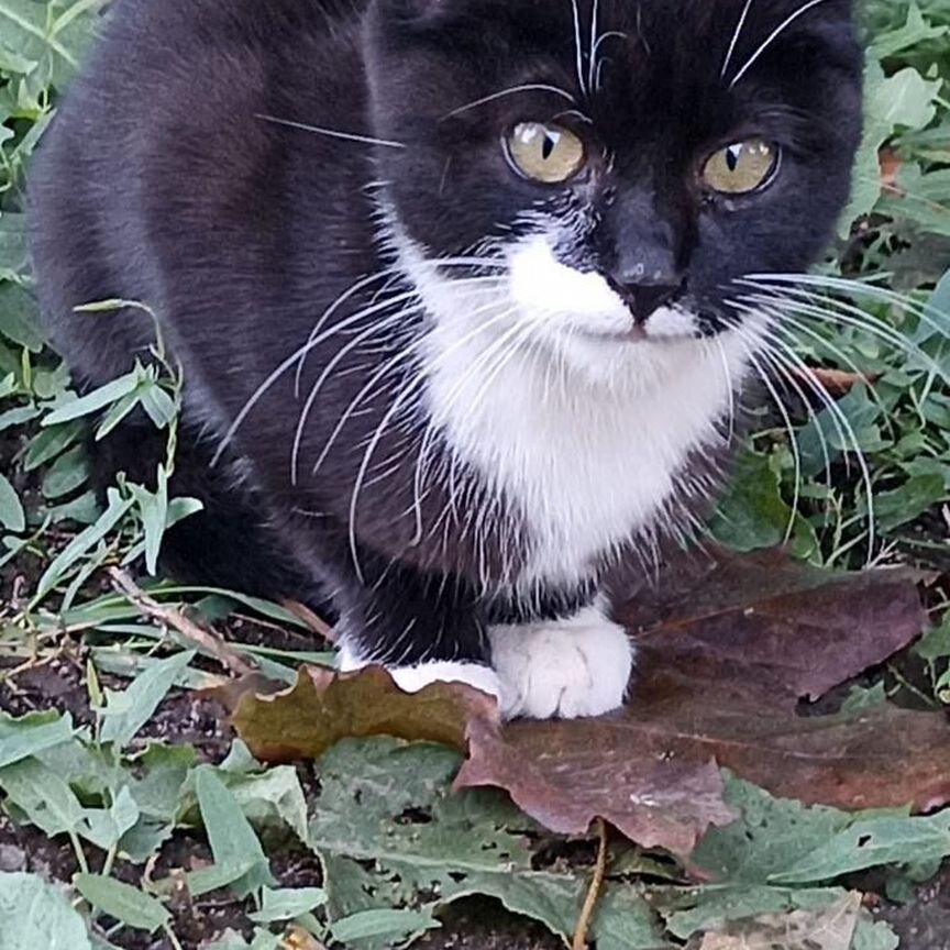 Котёнка выбросили на улицу