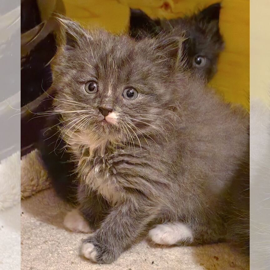 Котёнок в добрые руки