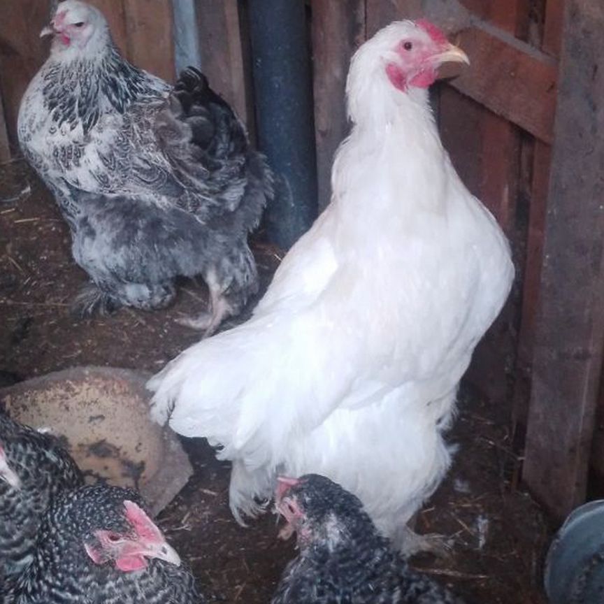 Молодые петушки