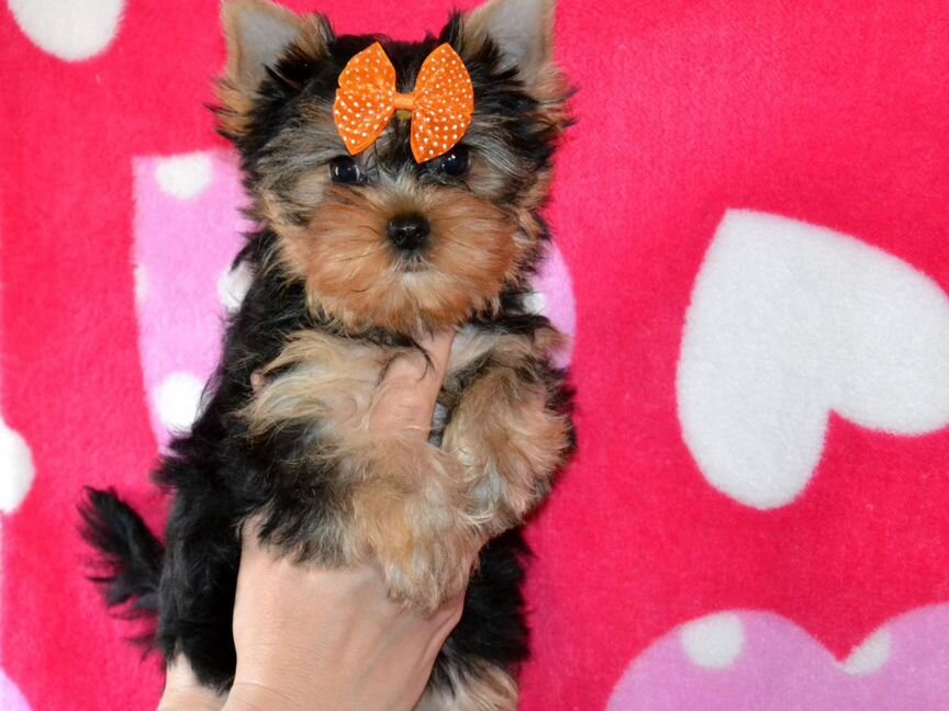 Йорки щенки-мальчики и девочки цветных окрасов