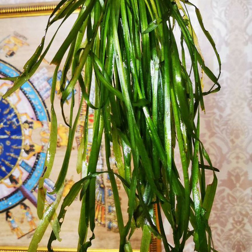 Валиснерия