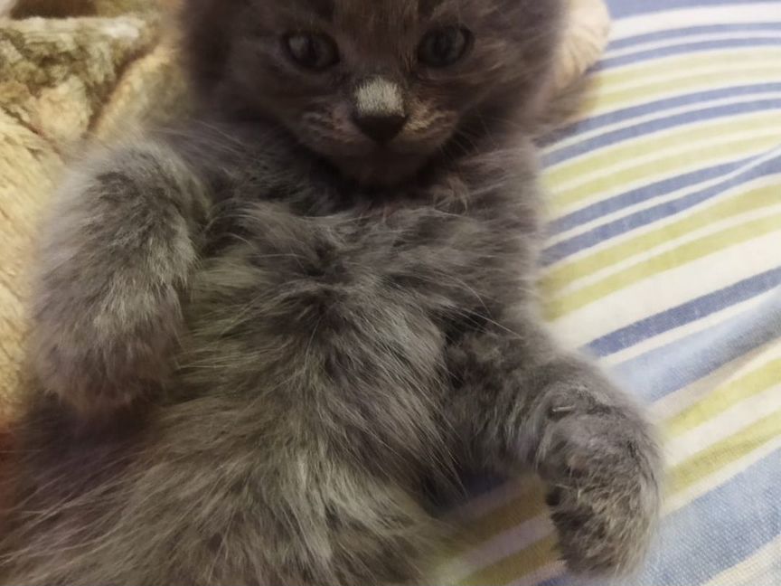 Пушистые серые комочки в добрые ручки