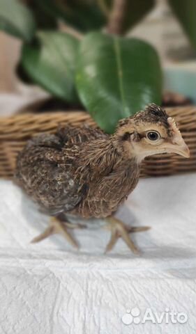 Несушки с голубым яйцом (цыплята)