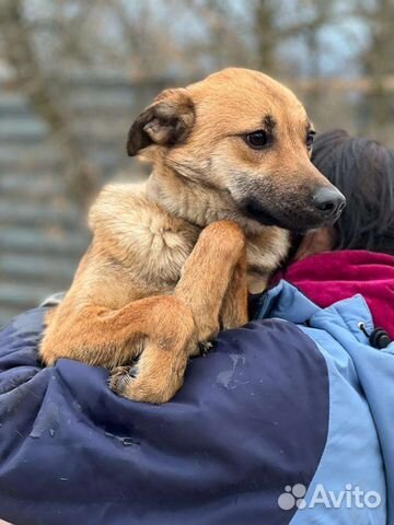 Молоденькая ласковая собачка со сгоревшего приюта