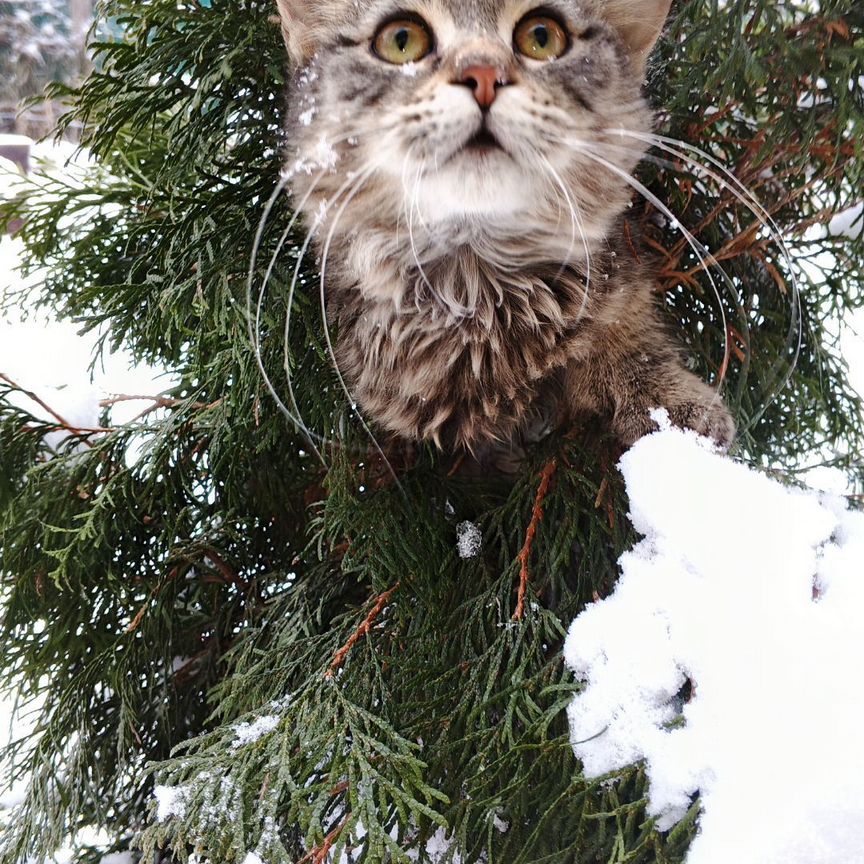 Пиксибоб длинношёрстный котёнок