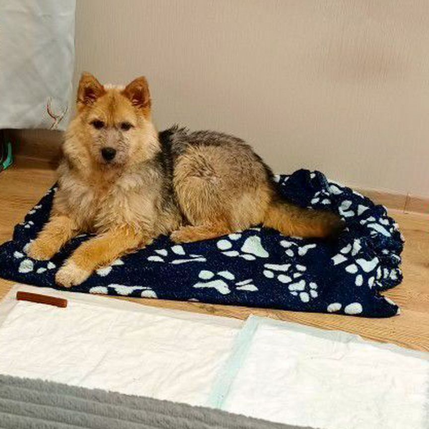 Собака в добрые руки