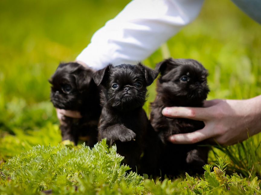 Бельгийский гриффон